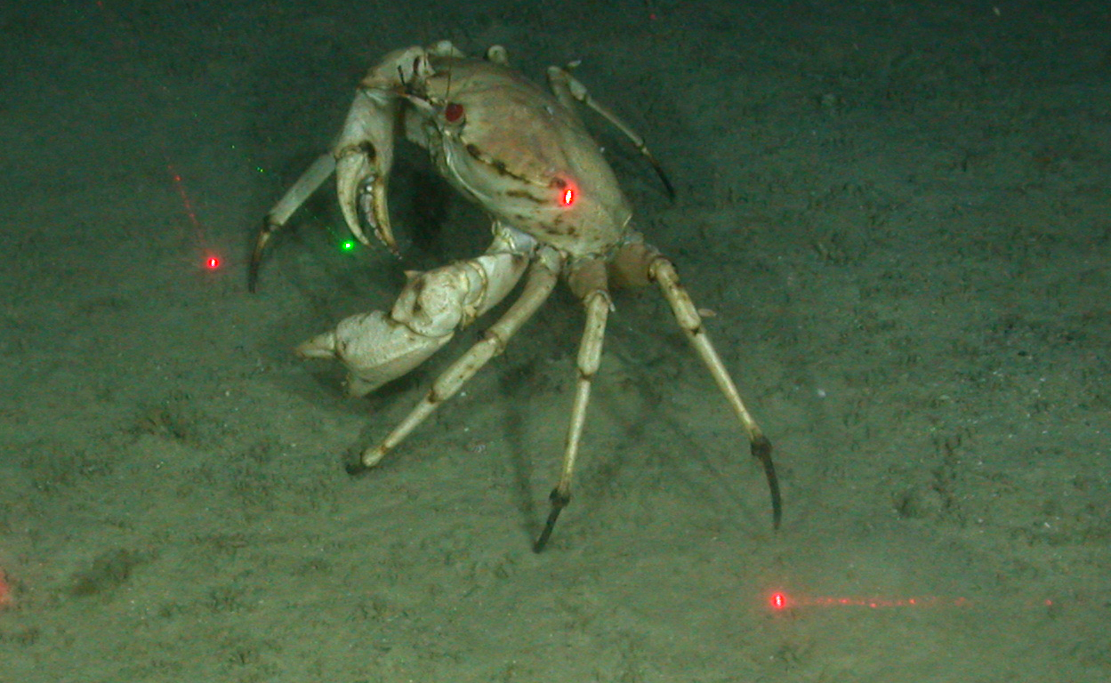 golden crab – NOAA Teacher at Sea Blog