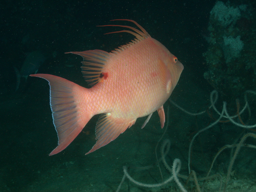 Hogfish-8-2 – NOAA Teacher at Sea Blog