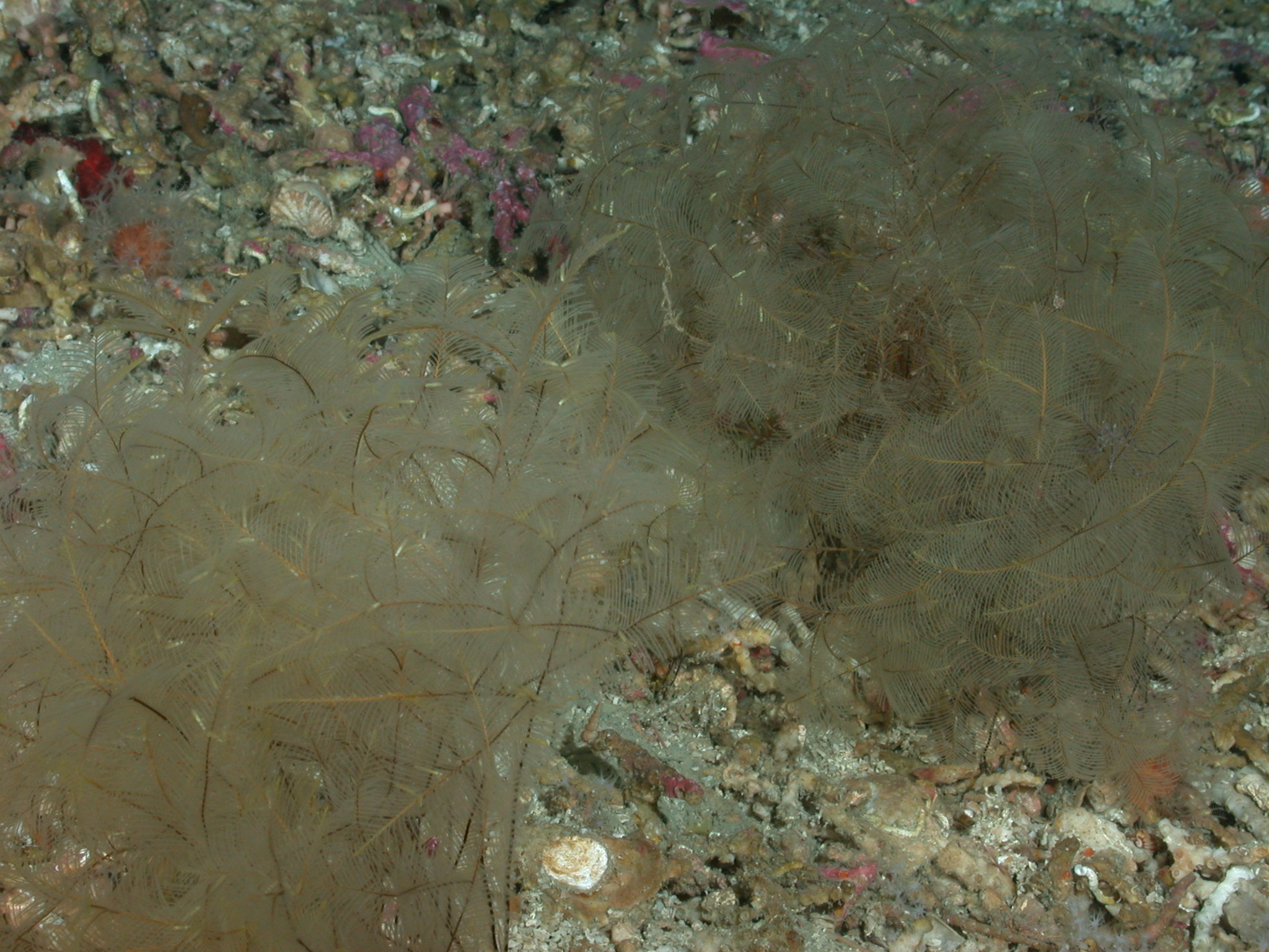Hydroid8008 – NOAA Teacher at Sea Blog