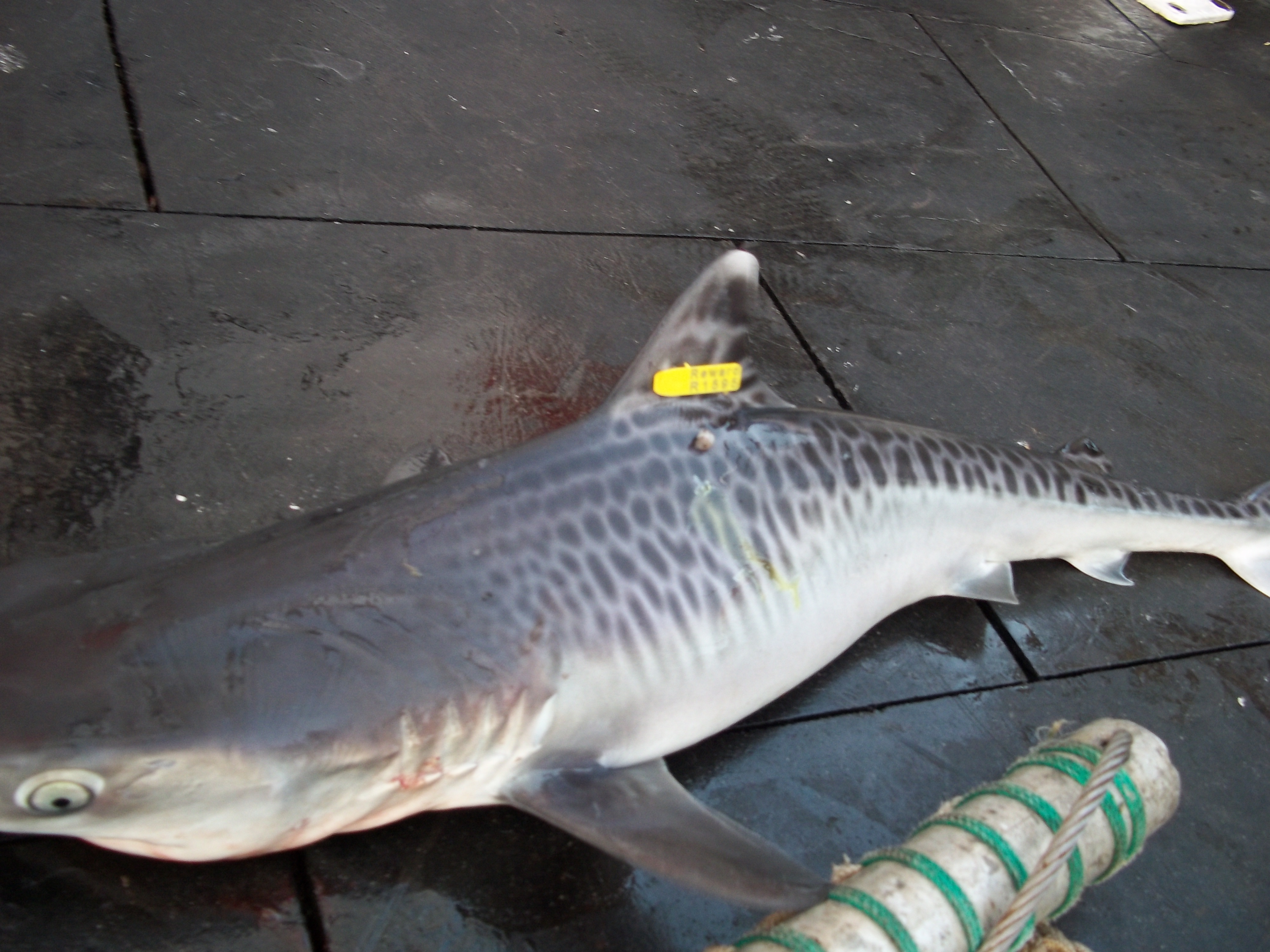 Tiger Shark Skin Pattern