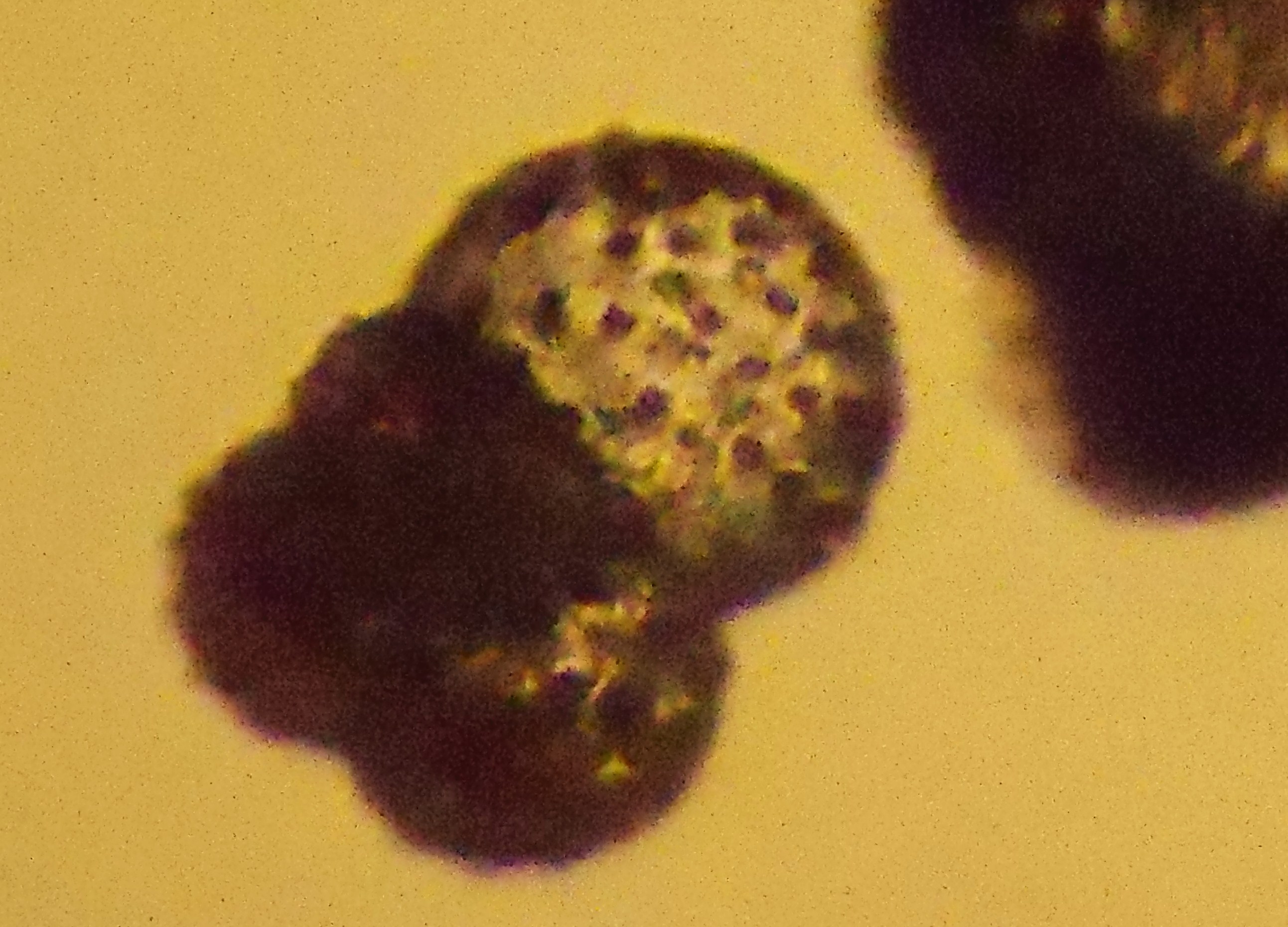 Dust particle and foraminifera – NOAA Teacher at Sea Blog