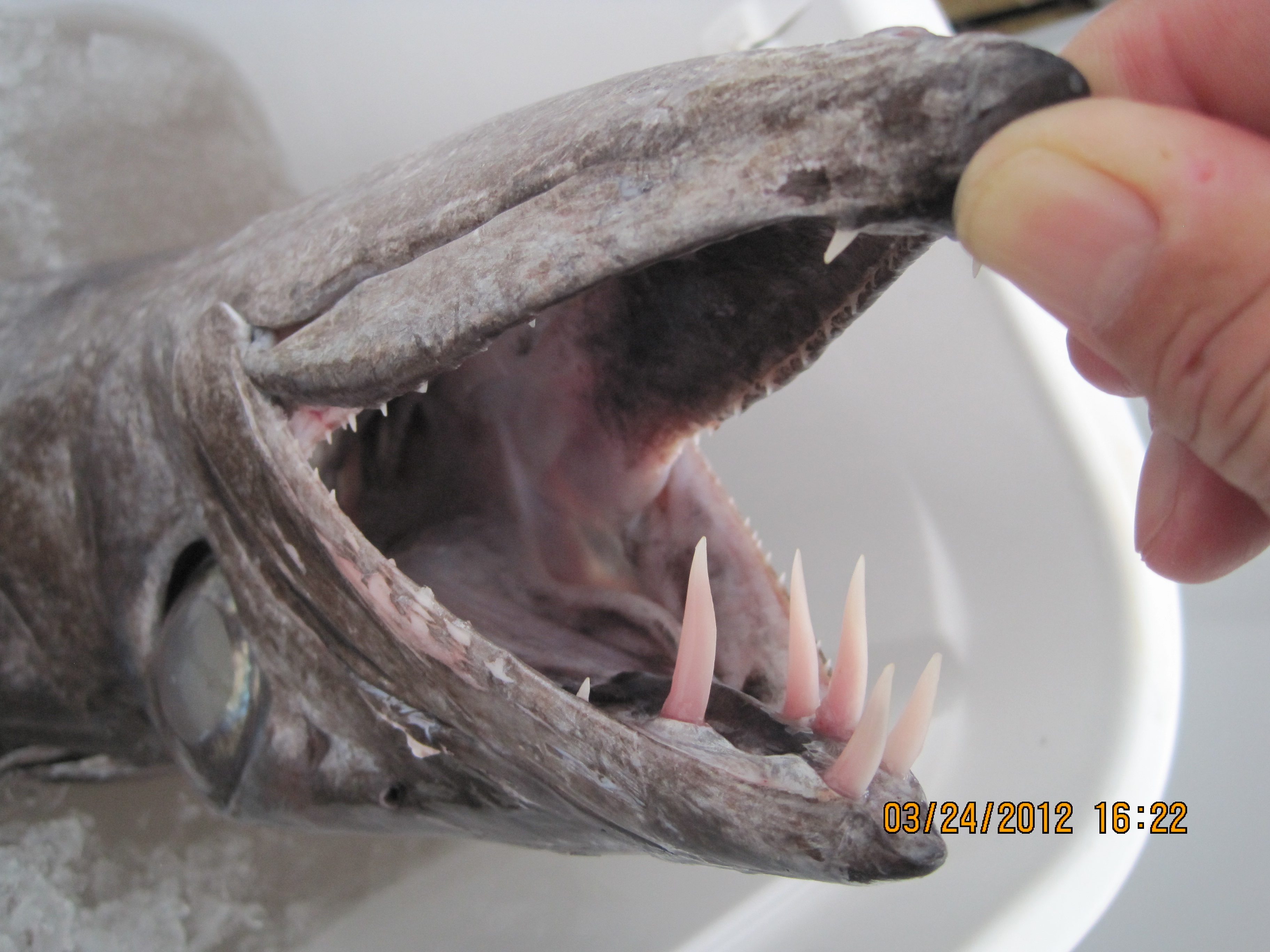 lancet fish – NOAA Teacher at Sea Blog