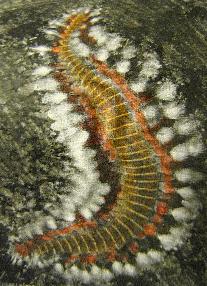 Fireworm – NOAA Teacher at Sea Blog