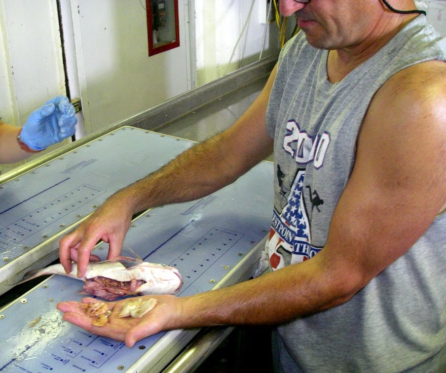 Catfish Stomach Contents – NOAA Teacher at Sea Blog