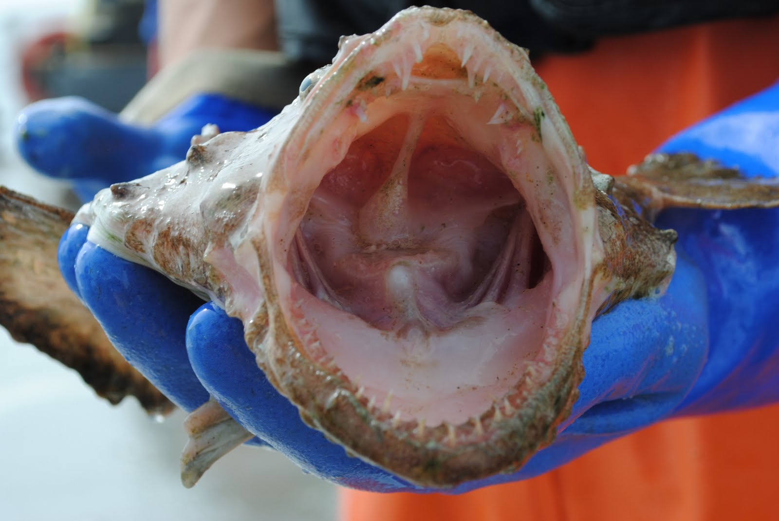 goosefish mouth open – NOAA Teacher at Sea Blog