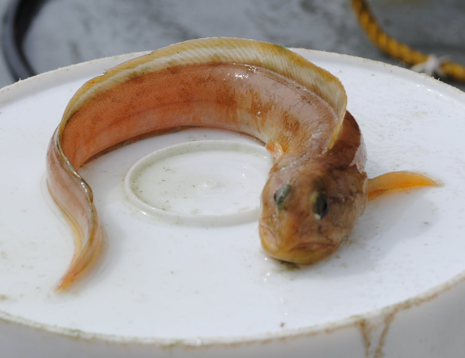 ocean pout elevated – NOAA Teacher at Sea Blog