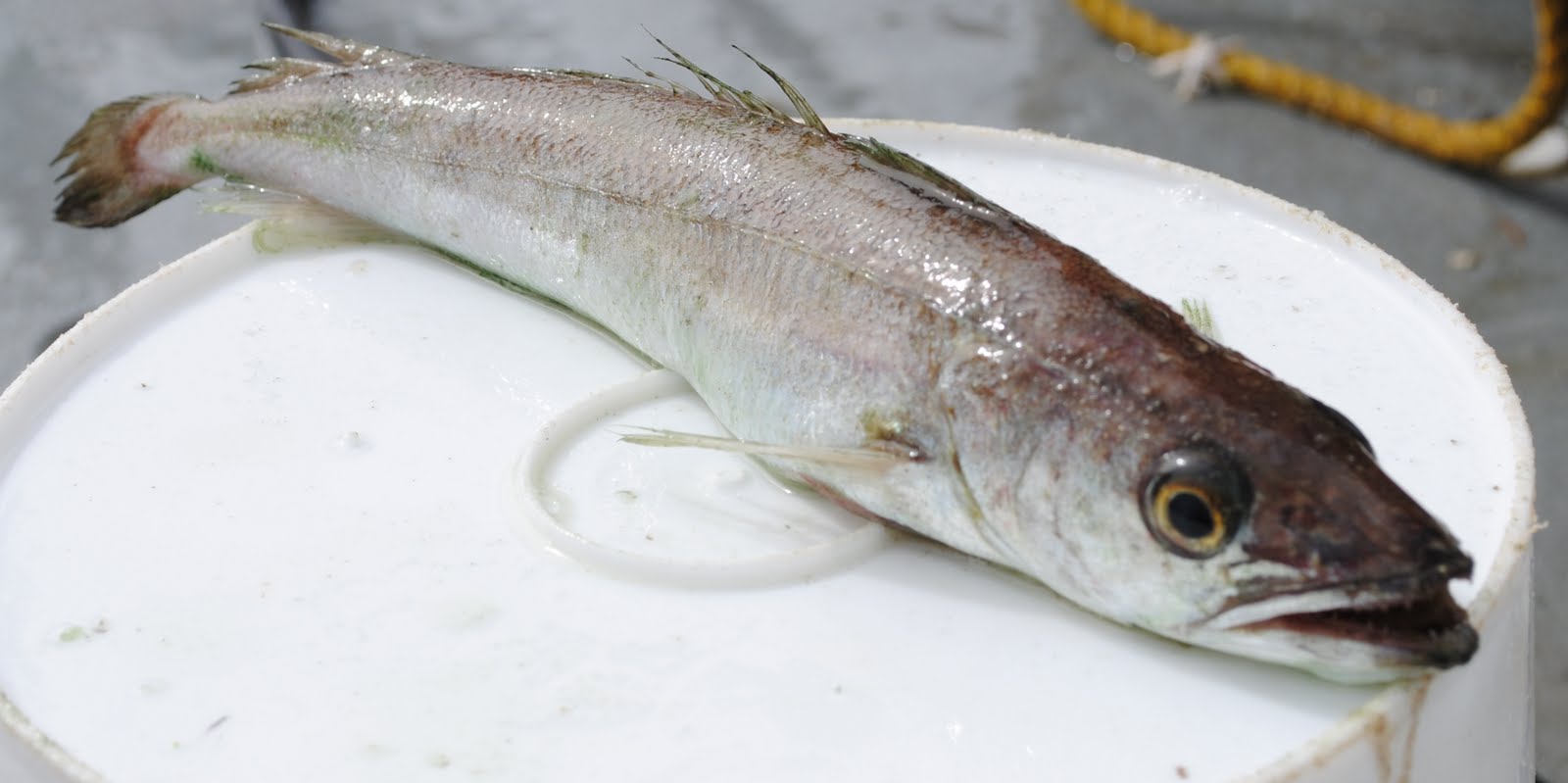 silver hake 1 – NOAA Teacher at Sea Blog