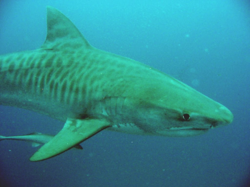 tigershark – NOAA Teacher at Sea Blog