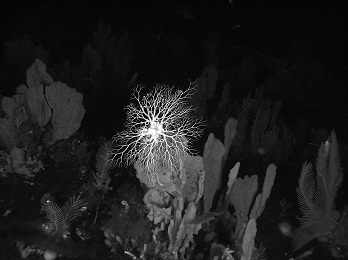 Marla Crouch: Checking Out the Fish! June 12, 2012 – NOAA Teacher at ...
