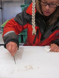 Marla Crouch: Checking Out the Fish! June 12, 2012 – NOAA Teacher at ...