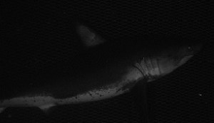 Marla Crouch: Cameras and the Shark, June 22, 2013 – NOAA Teacher at ...