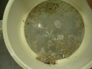 Allison Schaffer, September 18, 2007 – NOAA Teacher at Sea Blog