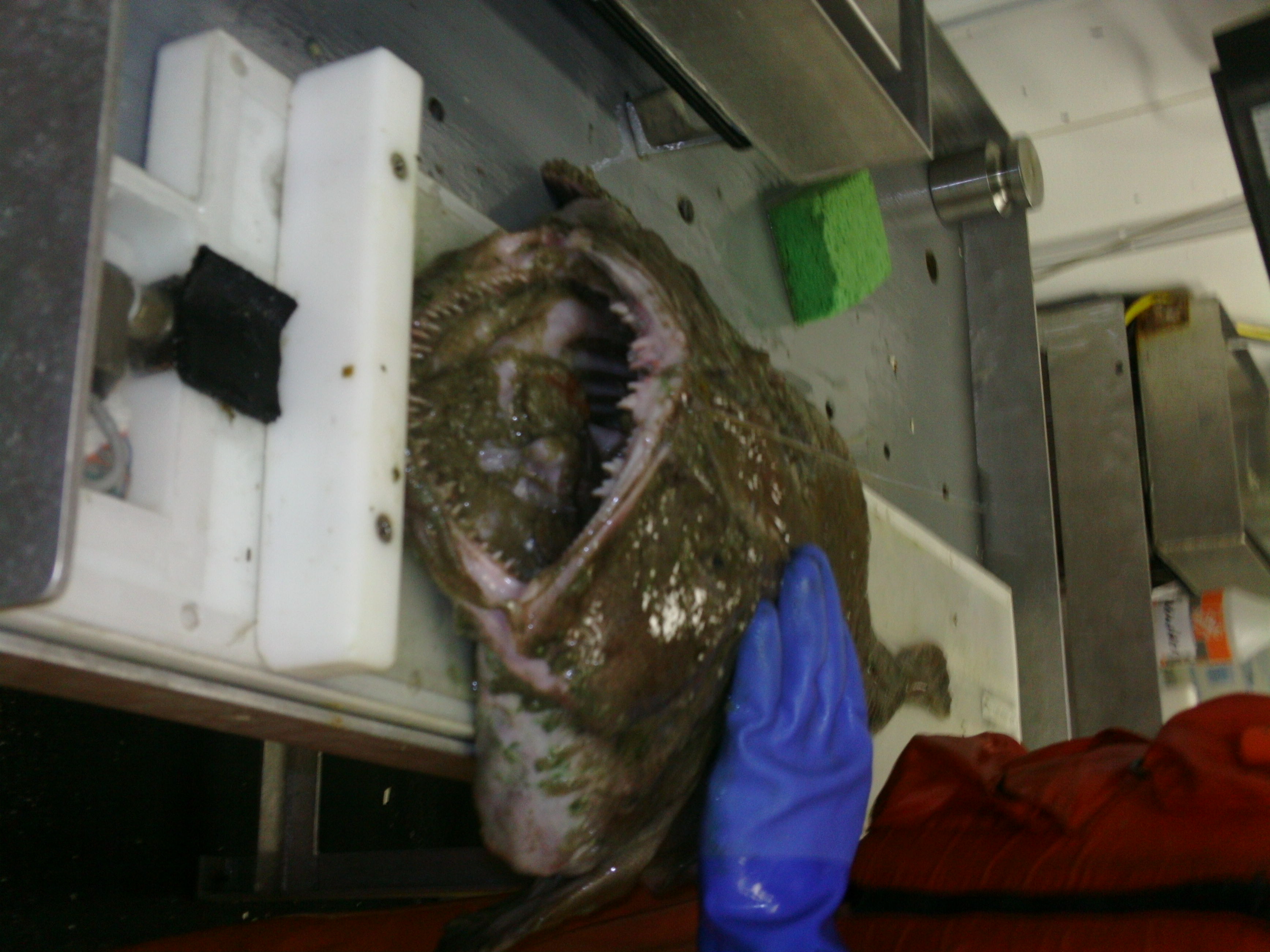 20 Pound Monk Fish Being Measured for Length – NOAA Teacher at Sea Blog