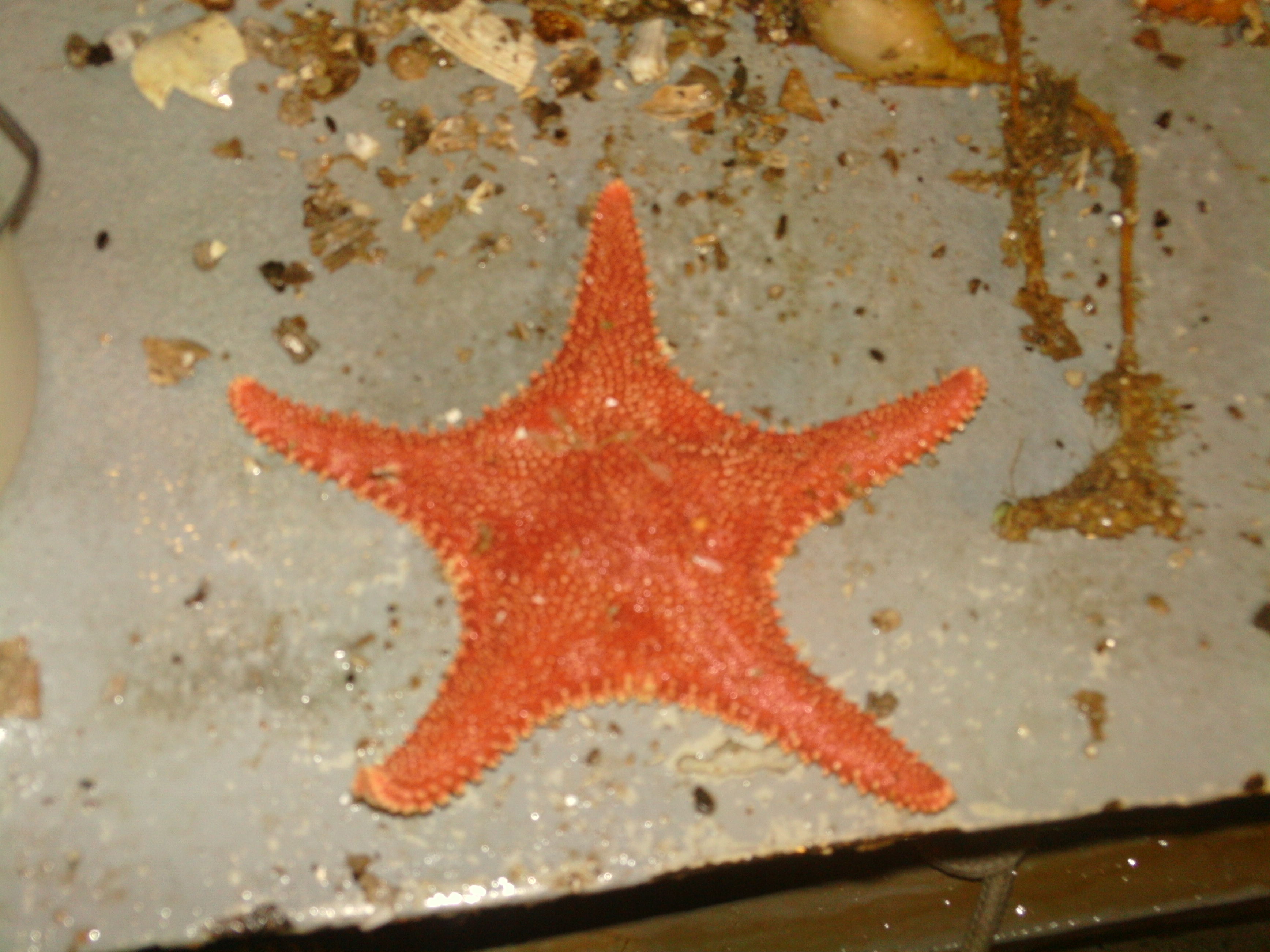 Seastars that came up in the dredge. – NOAA Teacher at Sea Blog
