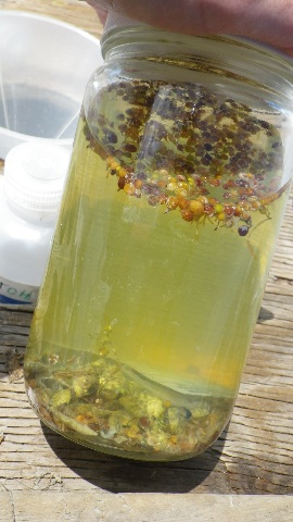 Plankton sample – NOAA Teacher at Sea Blog