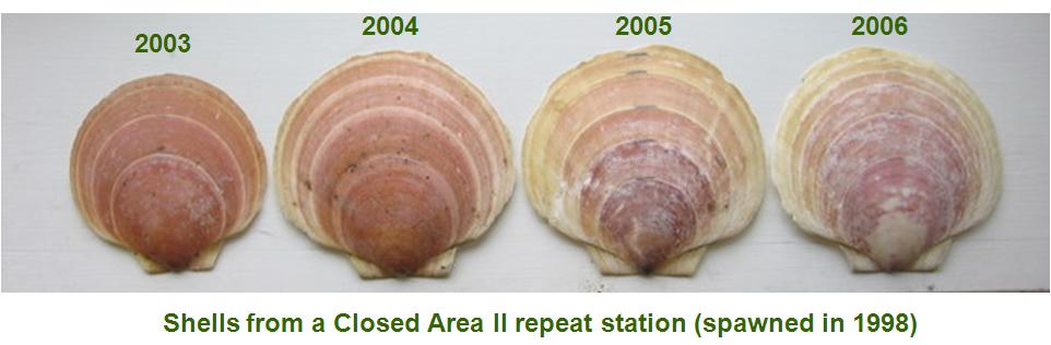 Aged Scallops – NOAA Teacher at Sea Blog