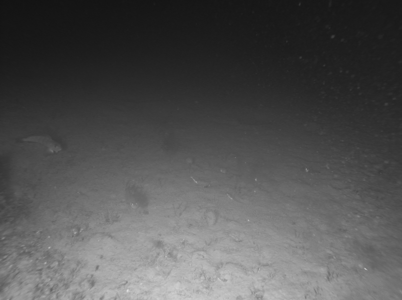 Fish on Drop Cam – NOAA Teacher at Sea Blog