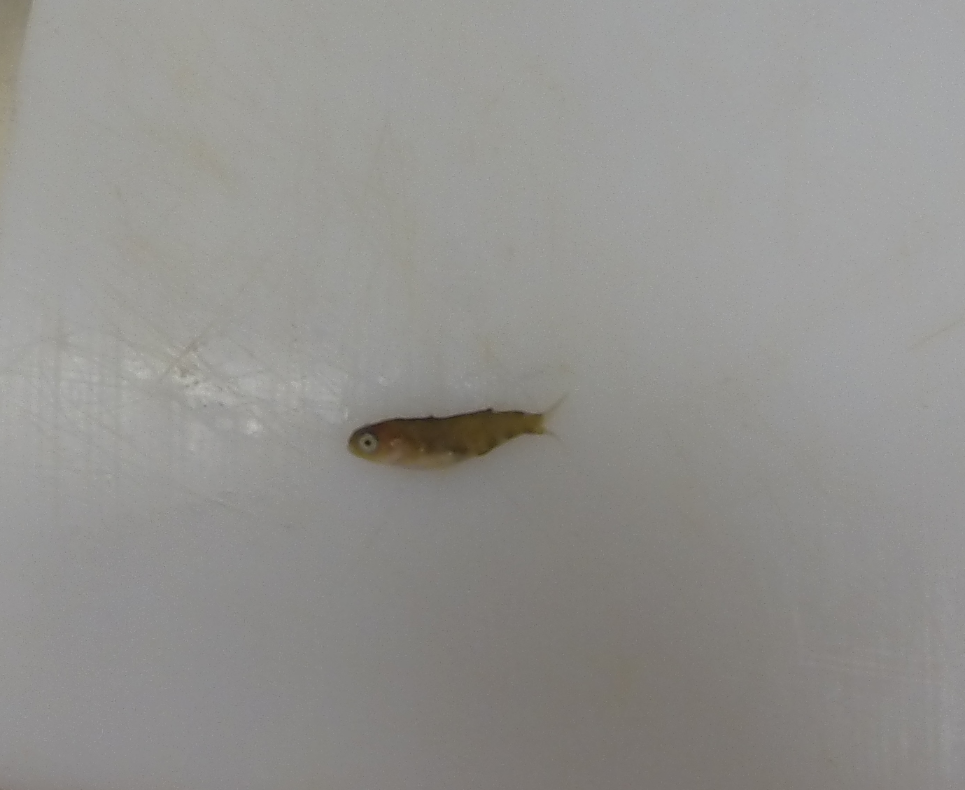 Prowlfish – NOAA Teacher at Sea Blog