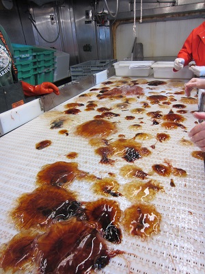 jelly table – NOAA Teacher at Sea Blog