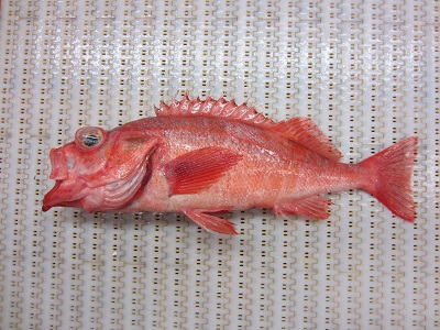 pacific ocean perch – NOAA Teacher at Sea Blog