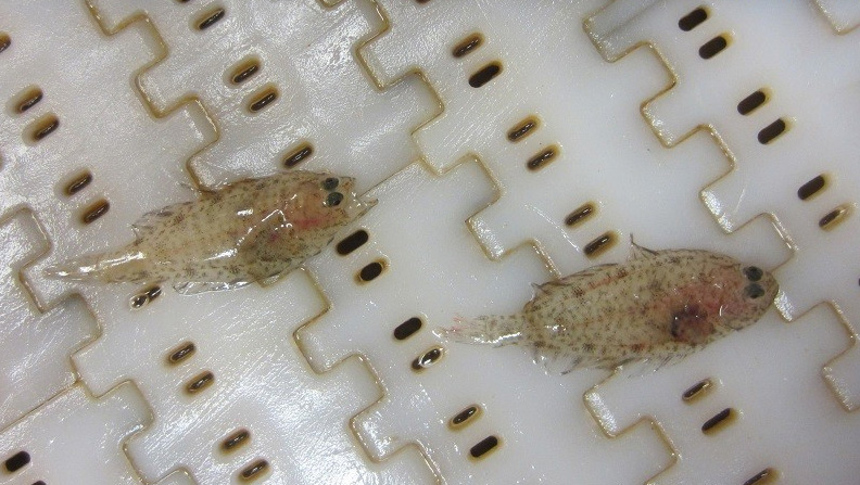 flatfish – NOAA Teacher at Sea Blog