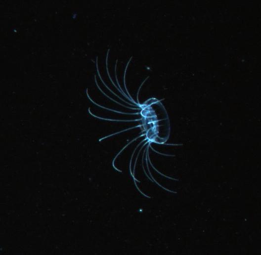 hydromedusa – NOAA Teacher at Sea Blog