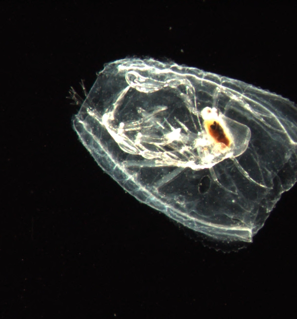 phoronid2 – NOAA Teacher at Sea Blog