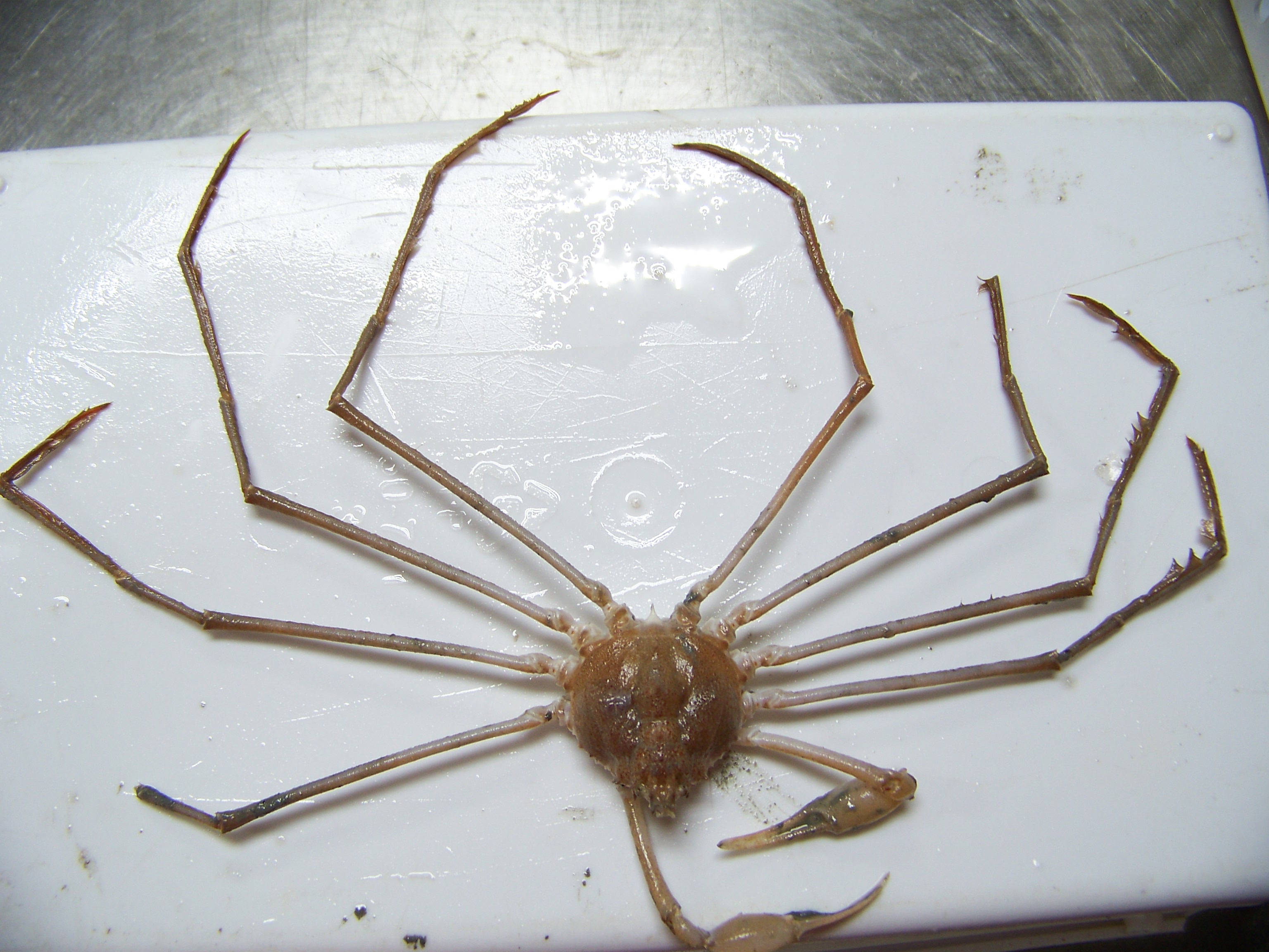 Stilt Spider Crab – NOAA Teacher at Sea Blog
