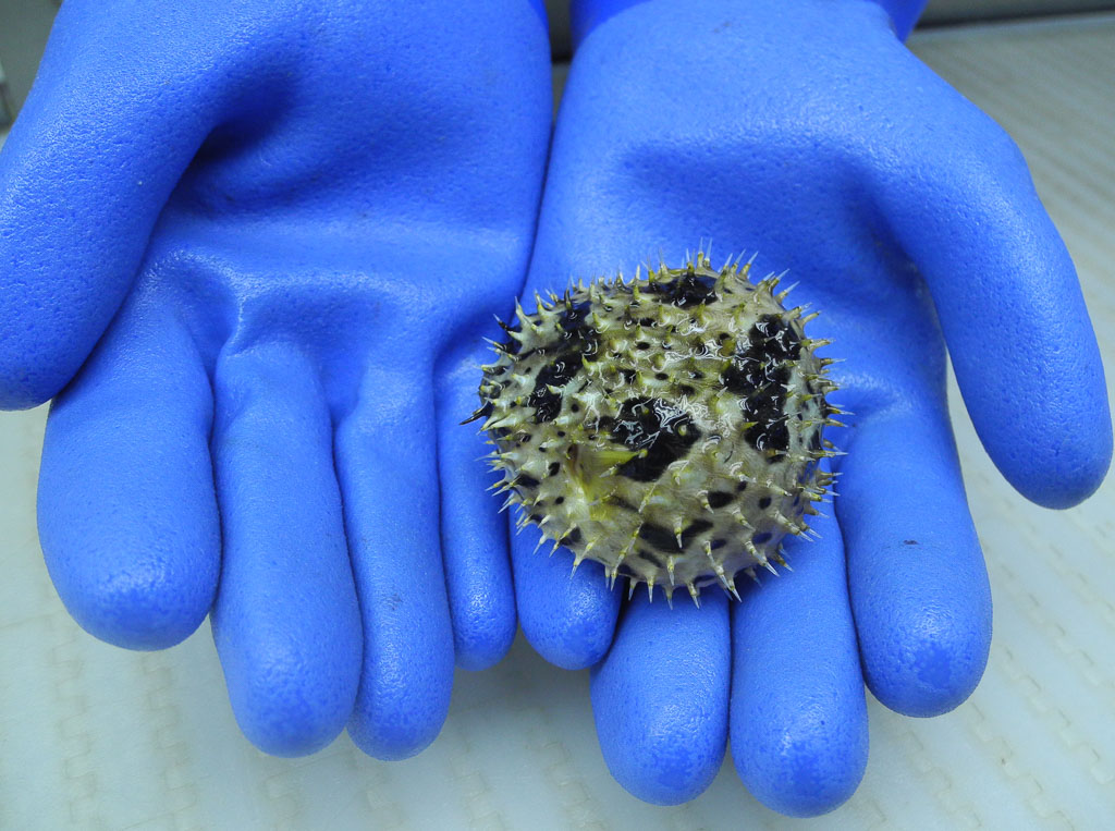 Balloonfish Diodon holocanthus – NOAA Teacher at Sea Blog