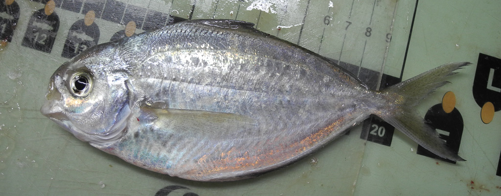 Butterfish (Peprilus triacanthus) – NOAA Teacher at Sea Blog