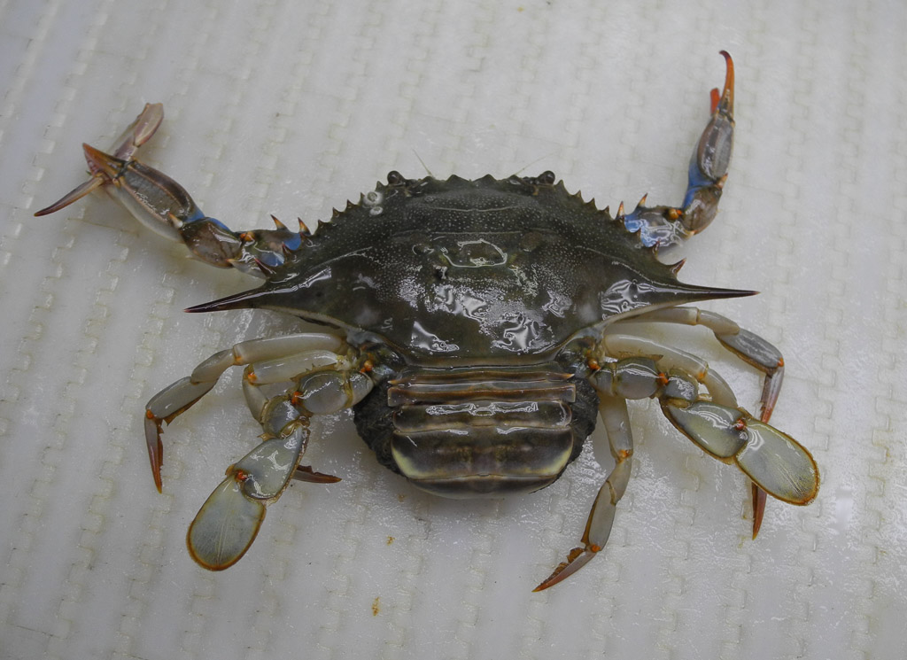 Female Blue Crab (Callinectes sapidus) – NOAA Teacher at Sea Blog