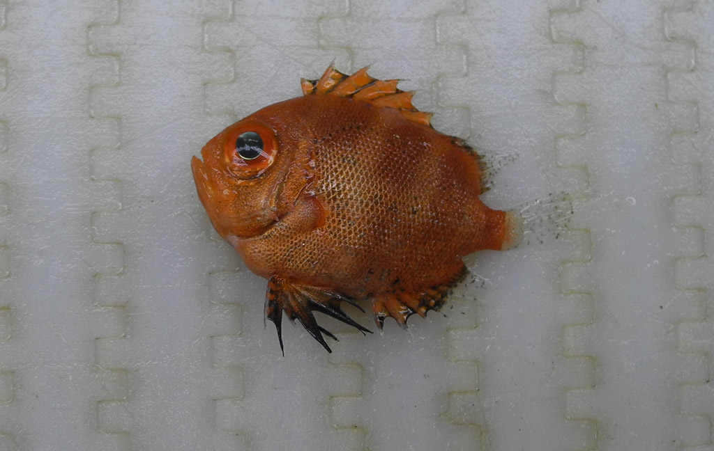 Short Bigeye (Prostigenys alta) – NOAA Teacher at Sea Blog