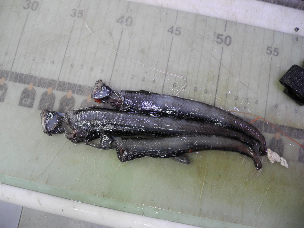 Viperfish Chauliodus sloani – NOAA Teacher at Sea Blog