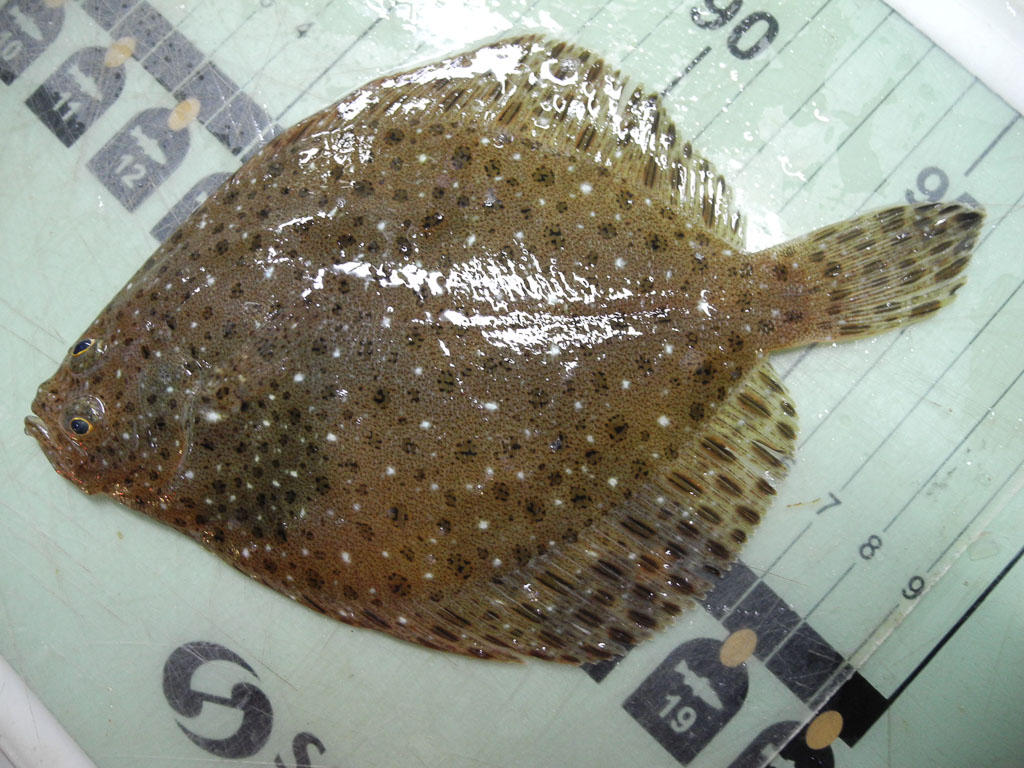 Windowpane Flounder (Scophthalmus aquosus) – NOAA Teacher at Sea Blog