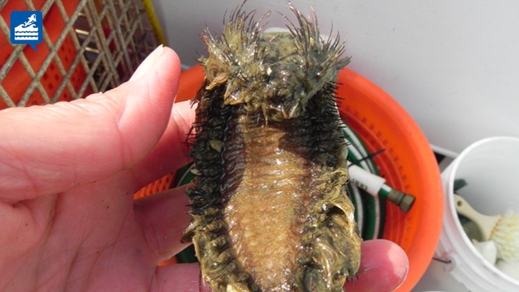 seamouse – NOAA Teacher at Sea Blog