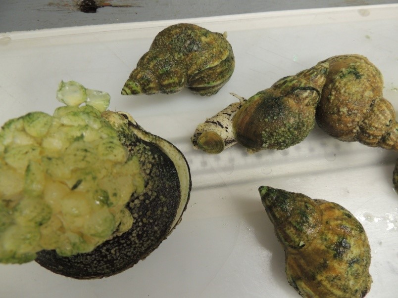 Trevor Hance: Water, Water Everywhere… Time for a Bath(ology), June 17 ...