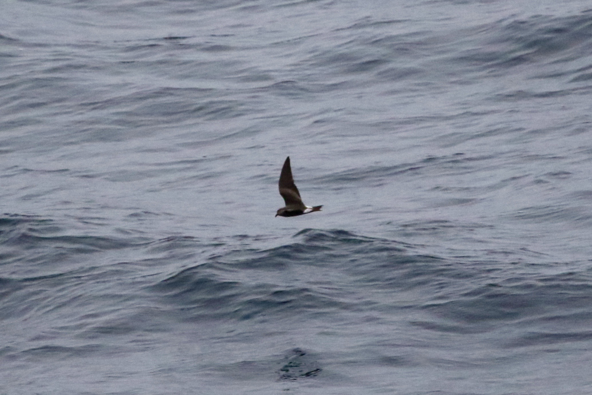 storm petrel – NOAA Teacher at Sea Blog