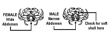 Sexing Crabs – NOAA Teacher at Sea Blog