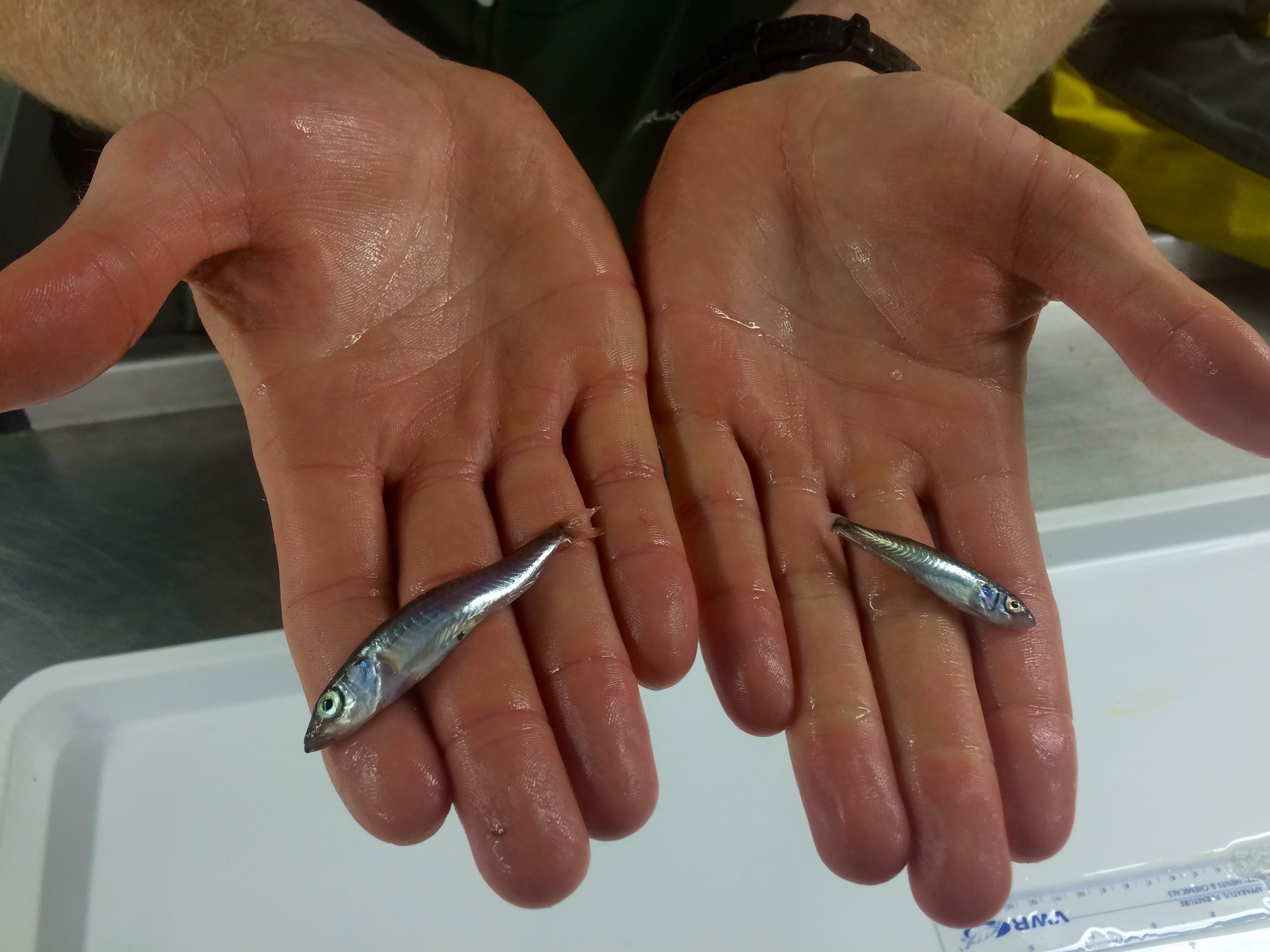 rockfish 1 – NOAA Teacher at Sea Blog