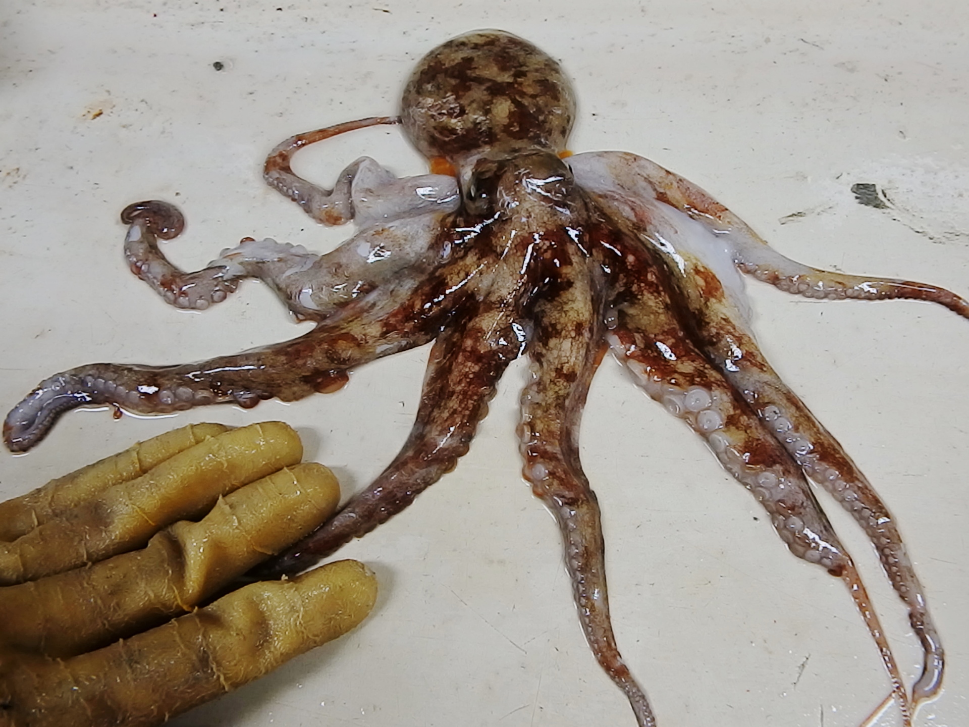 Common Octopus (Octopus vulgaris) – NOAA Teacher at Sea Blog