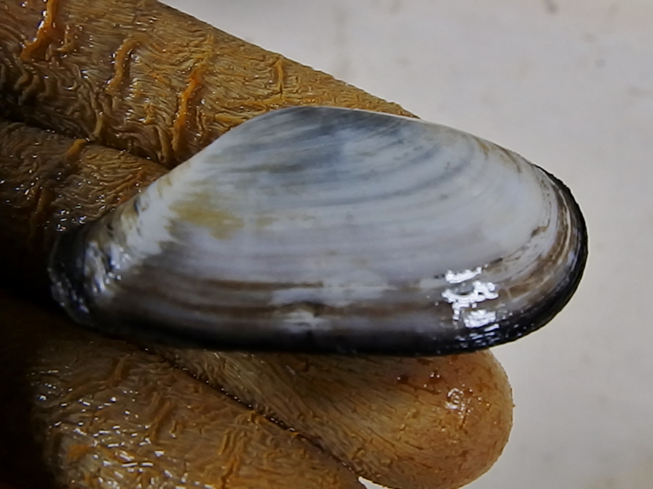 Delta Macoma (Macoma pulleyi – NOAA Teacher at Sea Blog