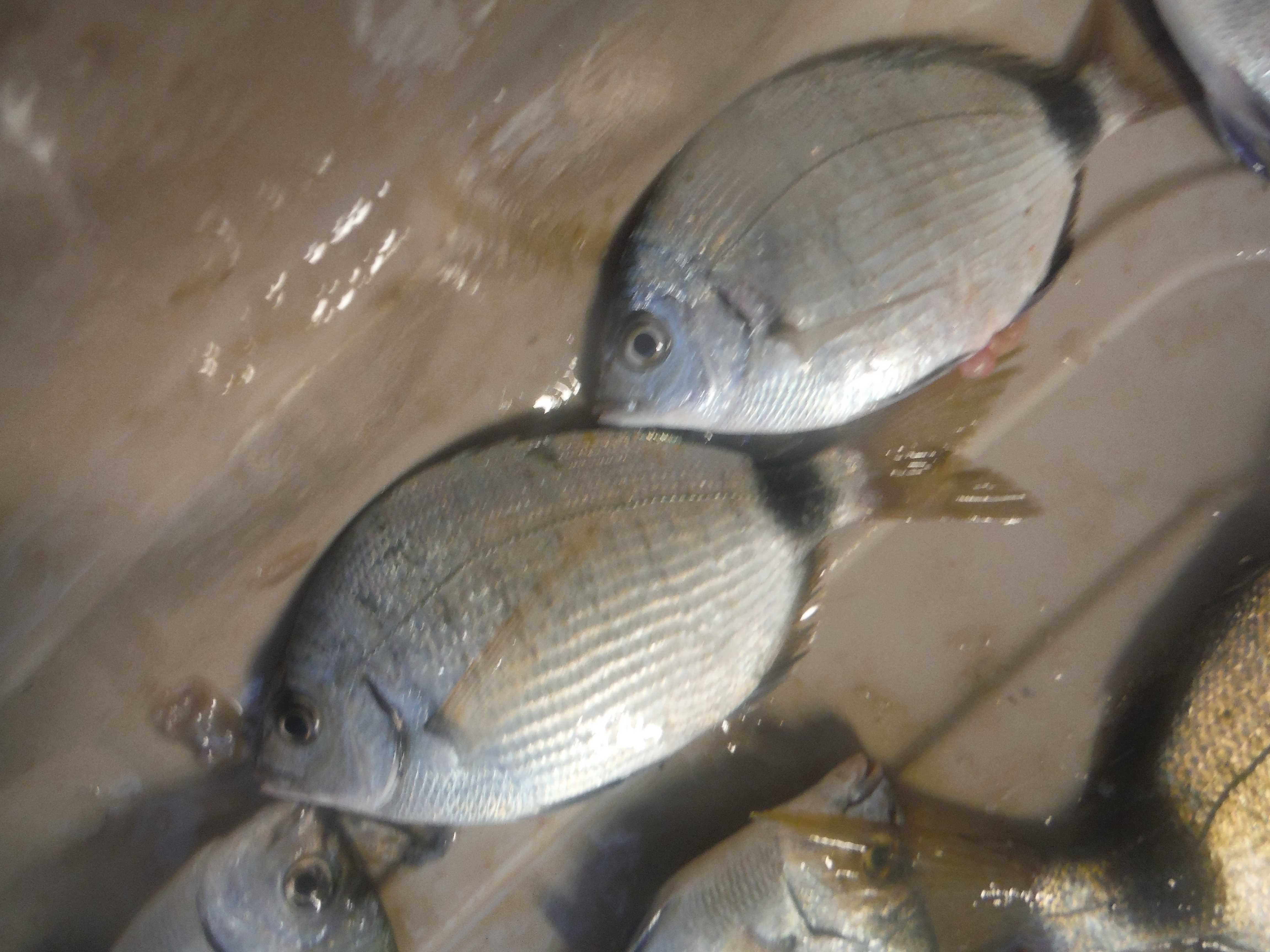 DSCF3065 spottail pinfish – NOAA Teacher at Sea Blog