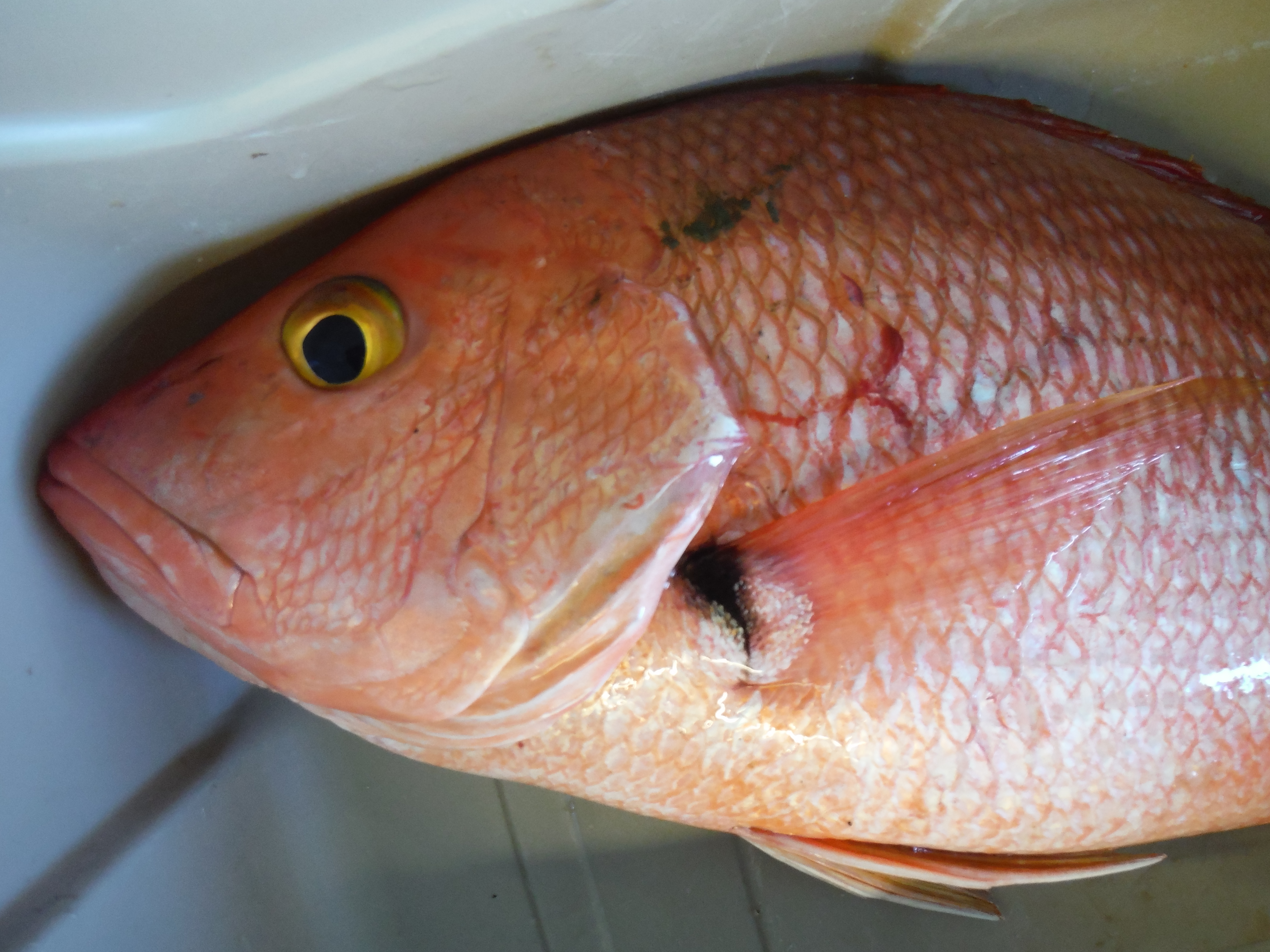 DSCF3304 blackfin snapper aka hambone – NOAA Teacher at Sea Blog