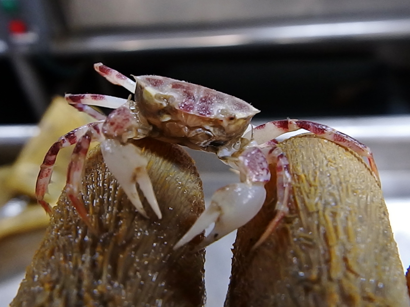 Gulf Squareback Crab (Specocarcinus lobatus) – NOAA Teacher at Sea Blog
