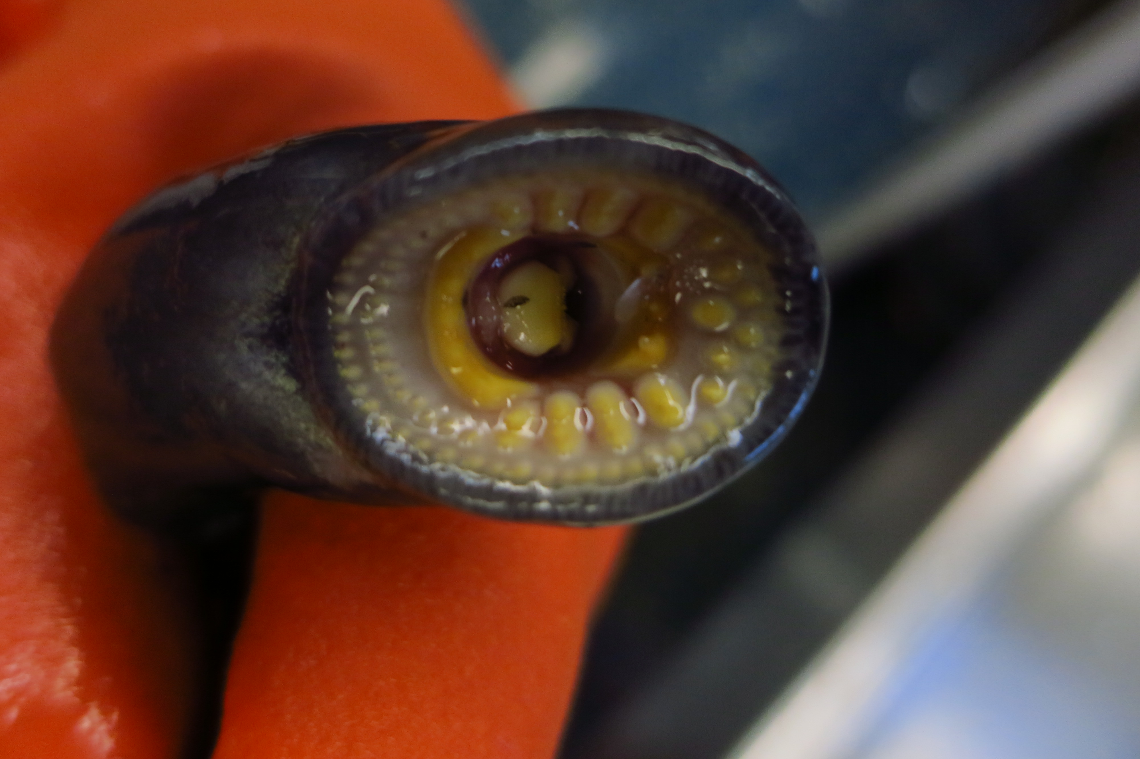 lamprey mouth – NOAA Teacher at Sea Blog