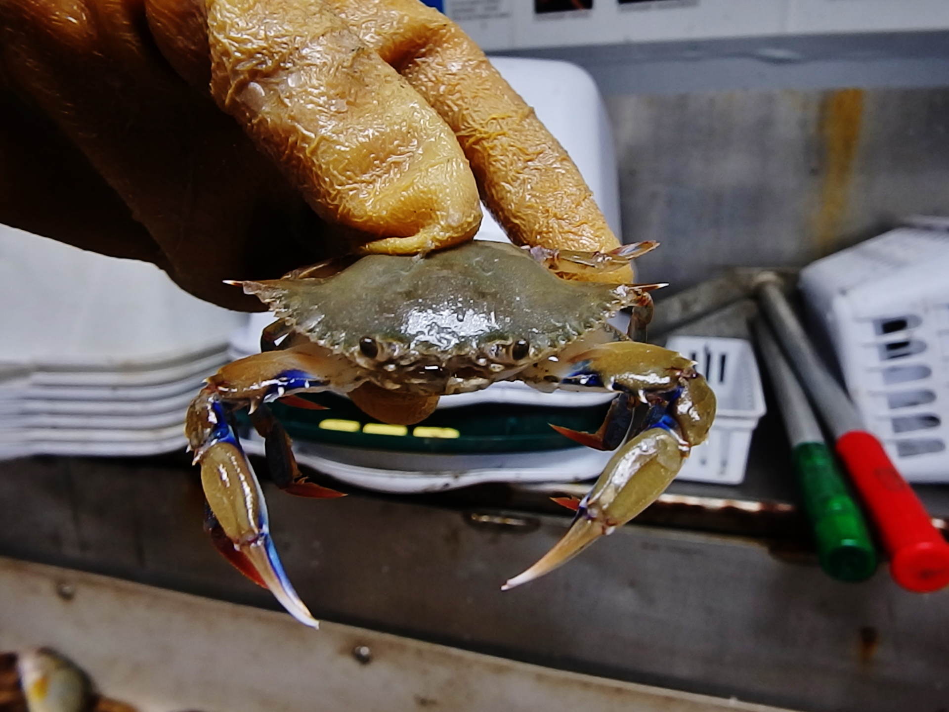 Lesster Blue Crab (Callinectes similis) – NOAA Teacher at Sea Blog