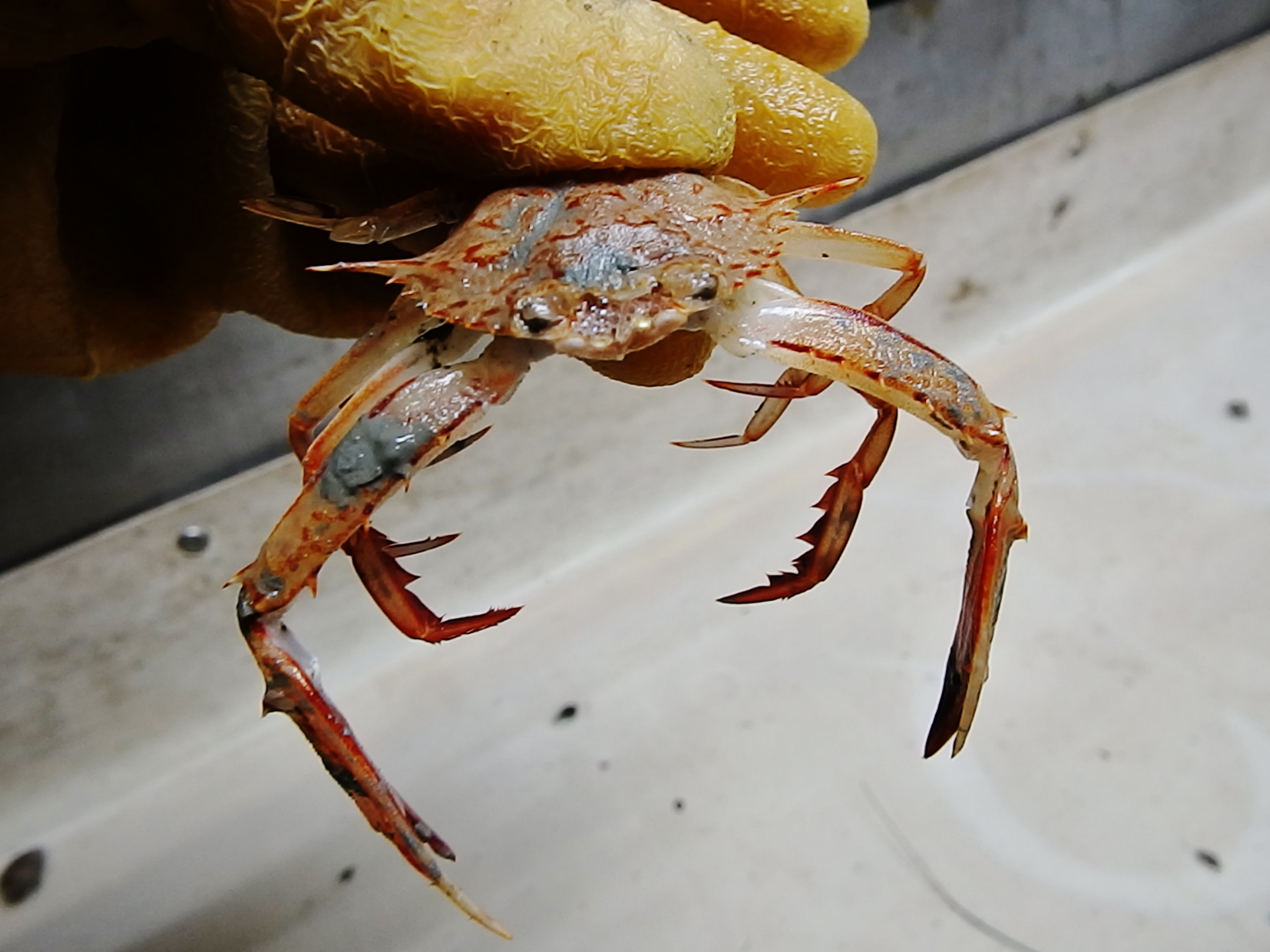 Longspine Swimming Crab (Achelous spinicarpus) – NOAA Teacher at Sea Blog