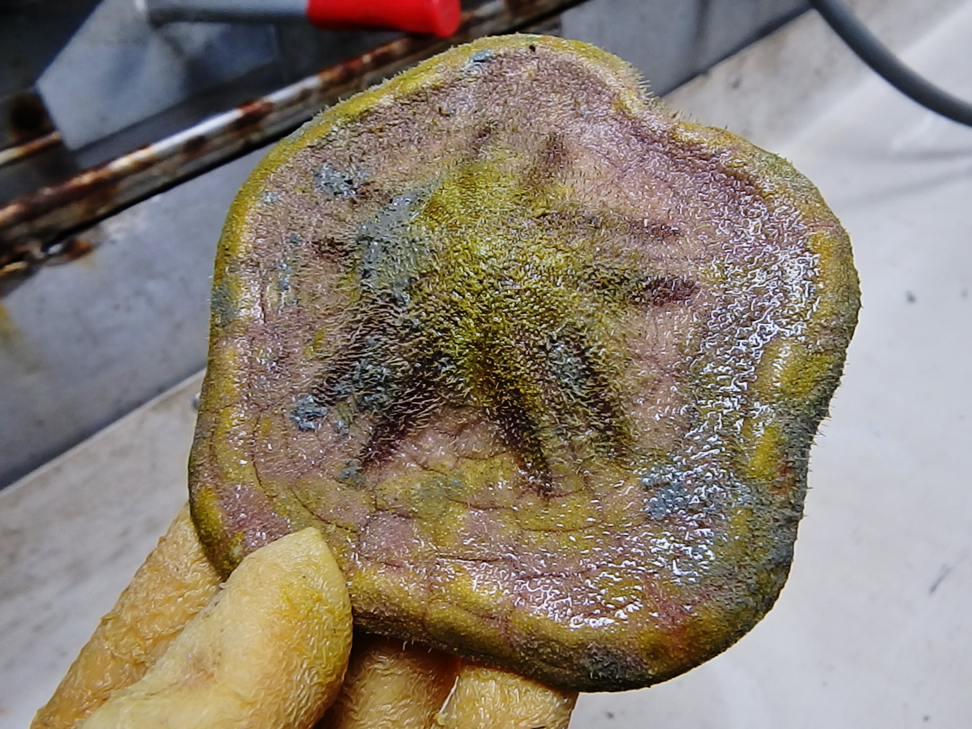 Sand Dollar (Clypeaster ravenelii) – NOAA Teacher at Sea Blog