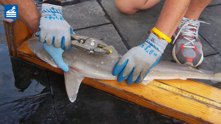tagging – NOAA Teacher at Sea Blog