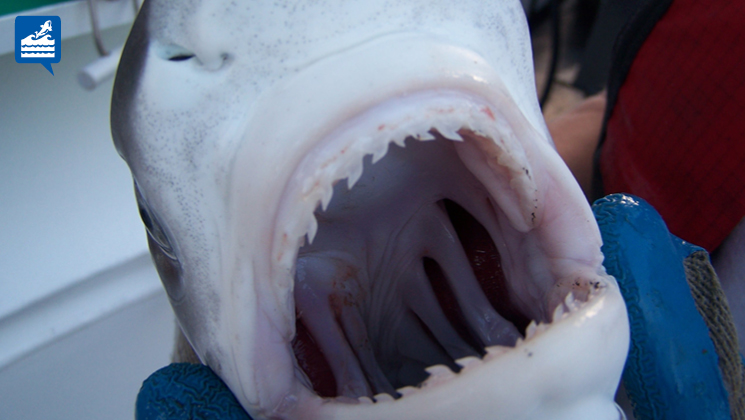 teeth – NOAA Teacher at Sea Blog